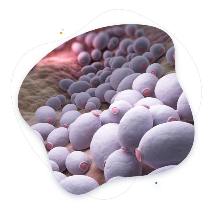 Candidiasis – Andromedi