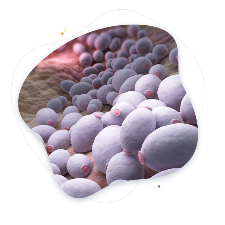 Inflamación del glande, balanitis, postitis